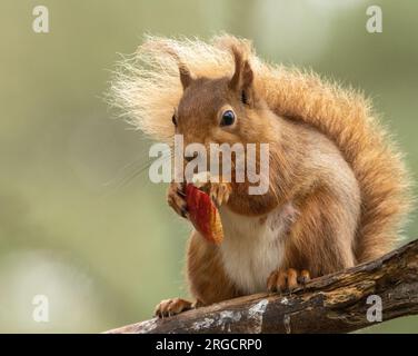 Cute and hungry little scottish red squirrel in the woodland in the snow in winter eating a red ...