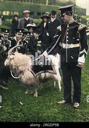 Regimental goat, mascot of the Welsh Regiment, WW1 Stock Photo - Alamy