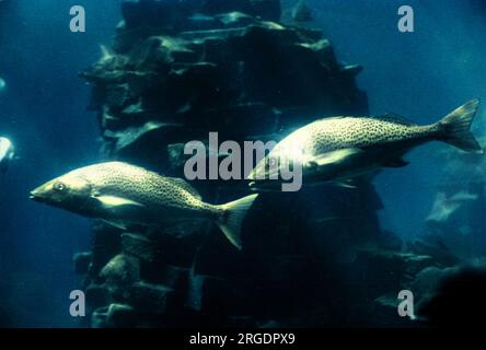 Fish at aquarium in Durban Stock Photo - Alamy