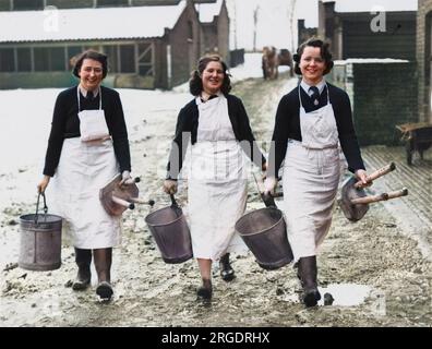 Land Girls working as milkmaids milking cows on a farm in Tooting ...