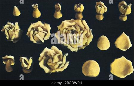 Cake design, flower making, two examples of roses modelled in Marzipan ...