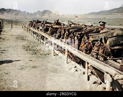 British artillery horses being watered on the Western Front in France ...