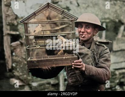 Canaries and cage-birds Stock Photo - Alamy