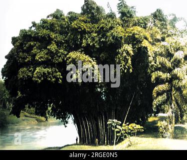 Giant bamboo, Ceylon (Sri Lanka). Date: circa 1890s Stock Photo - Alamy