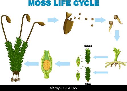 The Life Cycle of Moss illustration Stock Vector Image & Art - Alamy