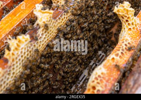 Bees are moving on honeycomb inside hive as store honey they work ...
