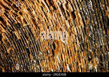 Inside of Church of Our Lady of Nazare, built in 1377 in order to house ...