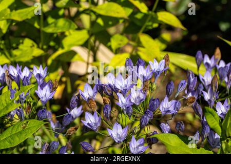 Blue flowers of Brodiaea laxa Queen Fabiola Stock Photo - Alamy