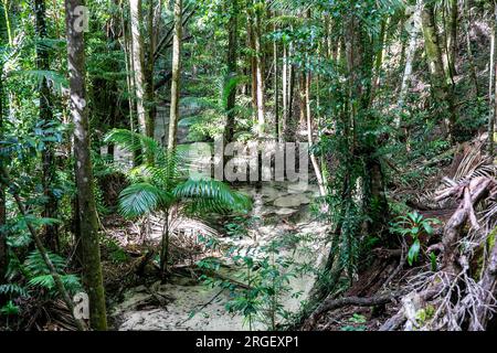 Fraser Island K'gari Wanggoolba Creek at Central station, creek running ...