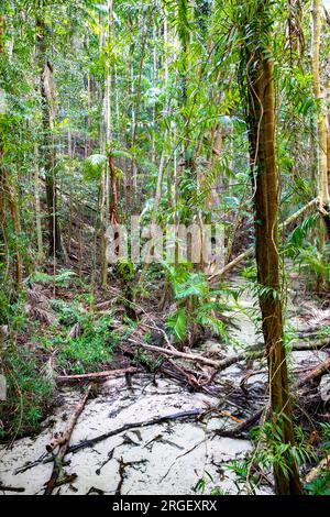 Fraser Island K'gari Wanggoolba Creek at Central station, creek running ...