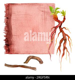 Hand drawn watercolor madder root coloring natural plant dye, materials ...