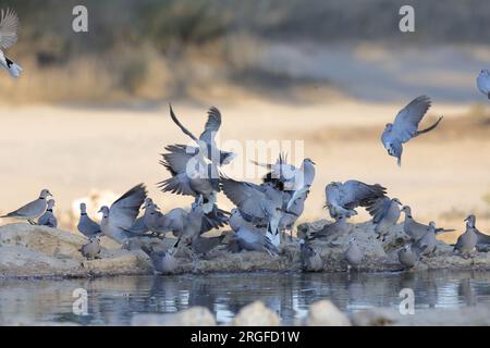 The ring-necked dove, also known as the Cape turtle dove or half ...