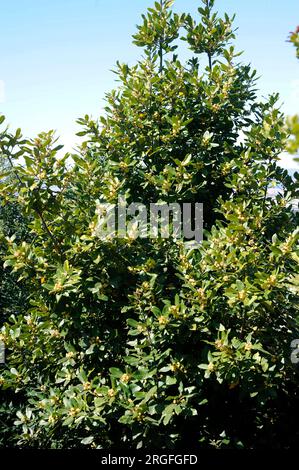 Laurel canario or loro (Laurus novocanariensis) is an evergreen tree ...
