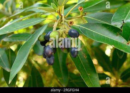 Viñátigo (Persea indica) is a tree endemic of Macaronesia Region ...