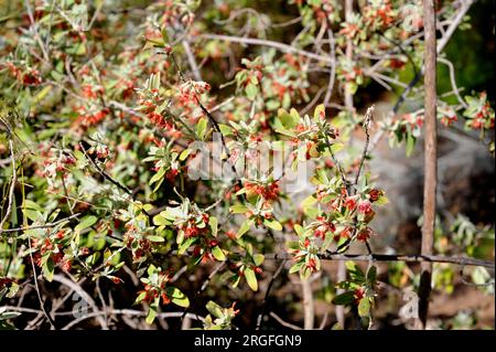 Teucrium heterophyllum (Teucrium heterophyllum), blooming, Canary ...