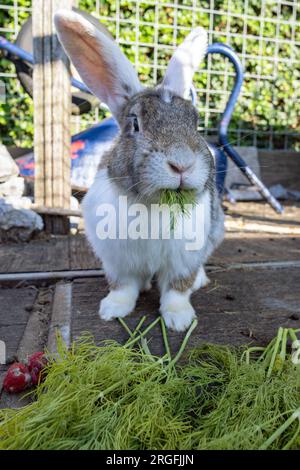 Little white bunny eats a carrot on a green background Stock Photo - Alamy