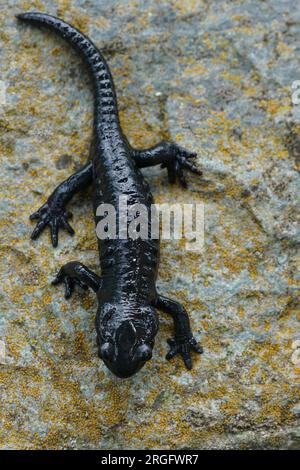 Closeup on the charcoal black Alpine salamander, Salamandra atra in the ...