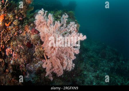 Gorgonia during dive in Raja Ampat. Knotenfacher on the bottom in ...