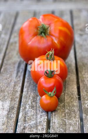 tomatoes, varieties, tomato, variety Stock Photo - Alamy