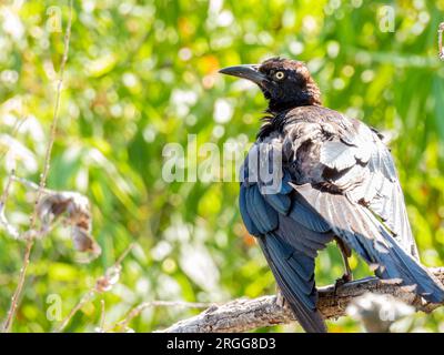 Close up shot of a Great-tailed grackle at Nevada Stock Photo - Alamy