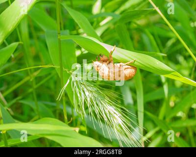Close up shot of Cicada Shell at Oklahoma Stock Photo - Alamy