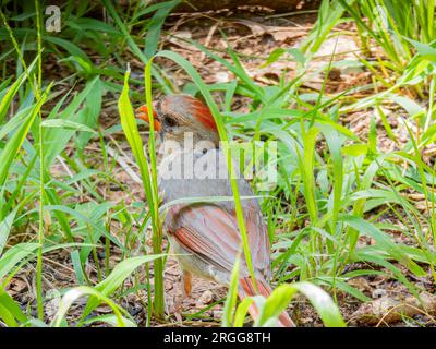 A closeup shot of a female Northern Cardinal (Cardinalis cardinalis ...