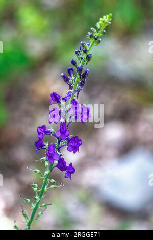 Purple Toadflax Linaria purpurea Pink form Stock Photo - Alamy