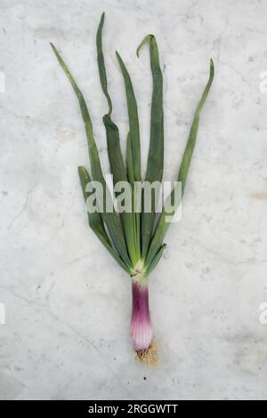 Purple spring onion on marble Stock Photo - Alamy