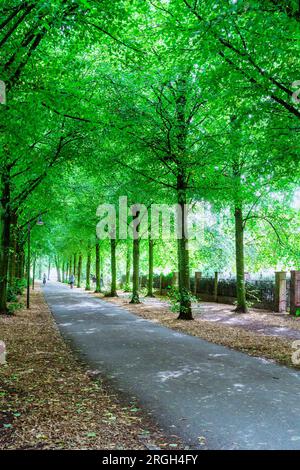 Promenade (city park) in Muenster/Germany Stock Photo - Alamy