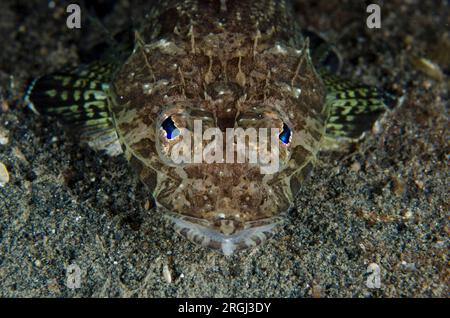 Welander's Flathead, Rogadius welanderi, Lembeh Straits, near Bitung ...