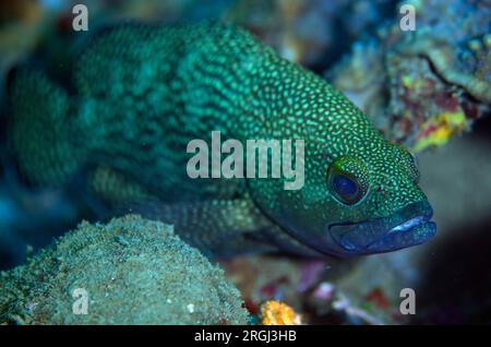 Specklefin Grouper, Epinephelus ongus, Makawide Wall dive site, Lembeh ...