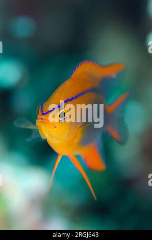 Juvenile Cross's Damsel, Neoglyphidodon crossi, Crinoid Corner dive ...
