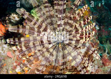 Open Crinoid, Comatulida Order, Yellow Wall of Texas dive site ...