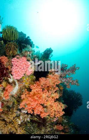 Crinoids, Comatulida Order, Common Sun Coral, Tubastraea sp, and ...
