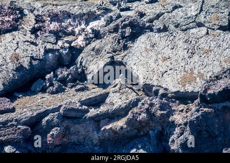 Snow on the slag and lava fields of the volcano. The melting, pull out ...