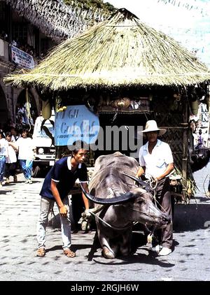 At the Carabao festival Stock Photo - Alamy