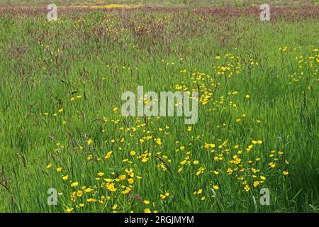 Traditional hay meadow awaitin cutting Stock Photo - Alamy