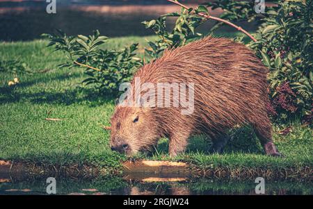 A capybara drinking water in a zoo cage Stock Photo - Alamy