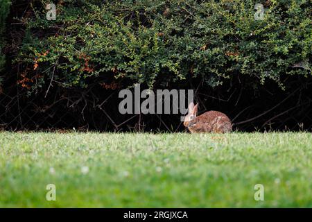 Old world rabbit (Oryctolagus cuniculus) in grass in Piemont Stock ...