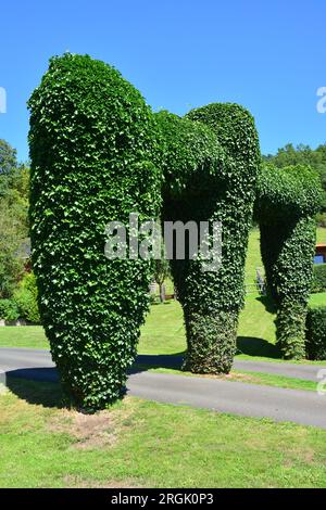 Very high hedges as protection against wind and storm are typical in ...
