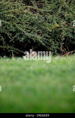 Old world rabbit (Oryctolagus cuniculus) in grass in Piemont Stock ...