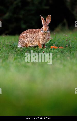 Old world rabbit (Oryctolagus cuniculus) in grass in Piemont Stock ...
