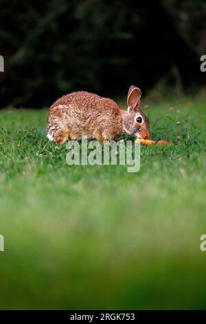 Old world rabbit (Oryctolagus cuniculus) in grass in Piemont Stock ...