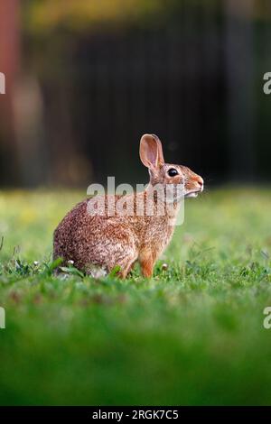 Old world rabbit (Oryctolagus cuniculus) in grass in Piemont Stock ...