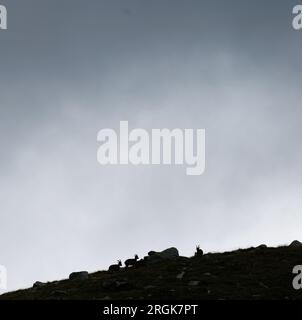 silhouette of a herd of ibex in Val d'Anniviers, Valais Stock Photo - Alamy