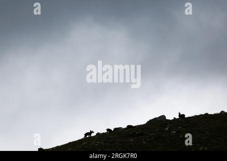 silhouette of a herd of ibex in Val d'Anniviers, Valais Stock Photo - Alamy