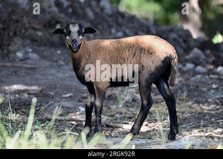 Barbados brown with black belly hair sheep without wool grazing on ...