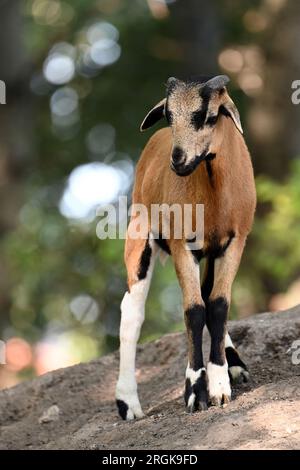Young brown hair sheep without wool and with horns standing on small ...