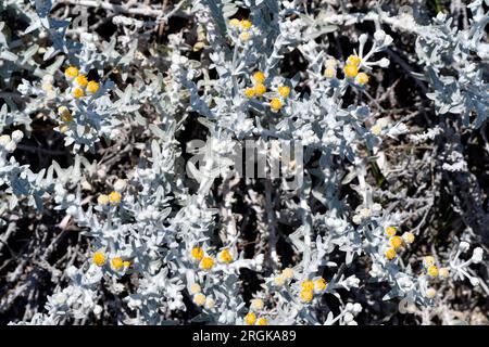 Greece, Halkidiki, Kassandra Peninsula, cotton weed plant on Possidi ...
