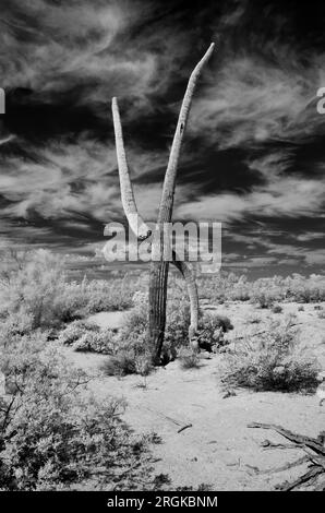 Infrared Sonora desert in central Arizona USA Stock Photo - Alamy